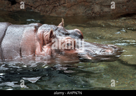 Hippo. Floating in the water a large animal living in Africa Stock ...