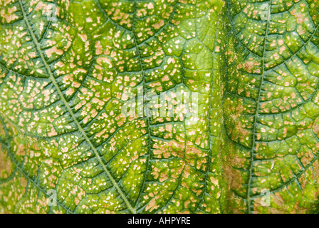 Leaves of courgette plants turning yellow Stock Photo - Alamy