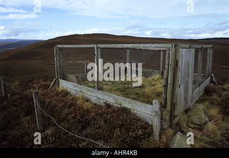 Corvid trap for predator and scavenger bird control Stock Photo - Alamy