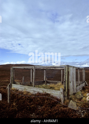 Corvid trap for predator and scavenger bird control Stock Photo - Alamy