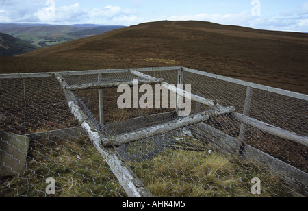 Corvid trap for predator and scavenger bird control Stock Photo - Alamy