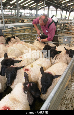 Ashford Market Sheep Sale Stock Photo - Alamy
