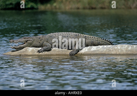 Mugger Or Crocodile (Crocodile Porosus) Ranganthitoo Bird Sanctuary ...