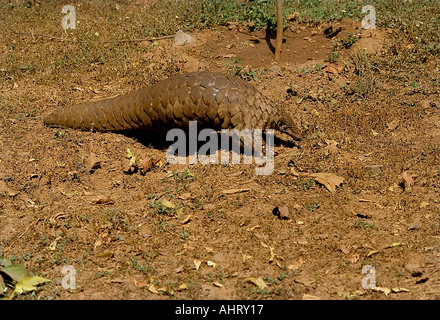 Pangolin or scaly anteater, a scales covered mammal from tropical areas ...