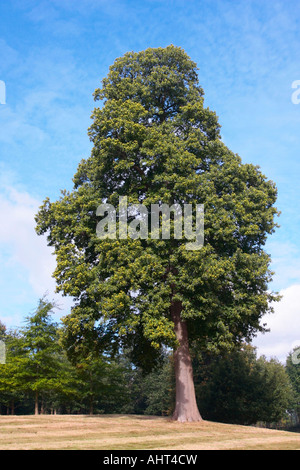 Sweet Chestnut tree - mature green fruit husks and leaves - Studley ...