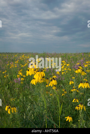 native tall grass prairie with yellow coneflowers, Hayden Prairie State ...