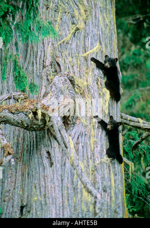 small black bear cub climbing a pine tree in south Dakota Stock Photo ...