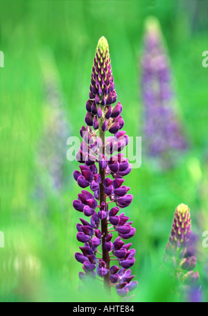 Close up of colorful purple lupin against a green background Stock ...