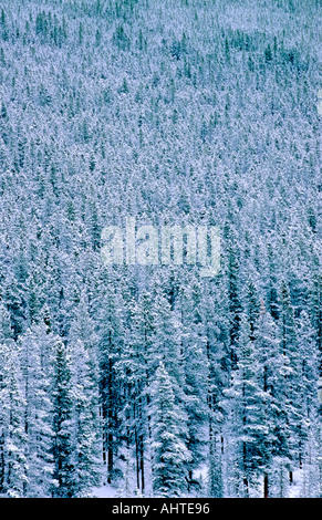 Coniferous spruce tree tops covered with snow in winter, gray sky in ...