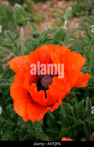 PAPAVER ORIENTALE. POPPY ALLEGRO Stock Photo - Alamy