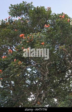 Spathodea campanulata known as African tulip tree, Fountain tree, Flame ...