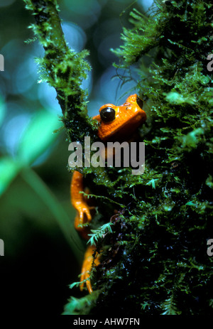 Golden toads Bufo periglenes Bufonidae in amplexus in rainforest NOW ...