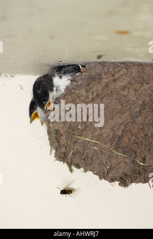 Three house Martin chicks in their nest Stock Photo - Alamy