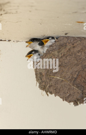 Three House Martin chicks in their nest looking at an insect Stock ...