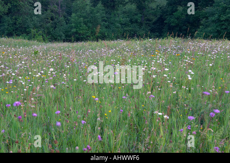 Wildflower field at Poets Walk Romantic Landscape Park in the Hudson ...
