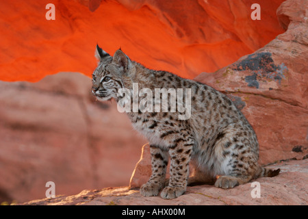 young bobcat in desert habitat, wildcat in red rocks of american west ...