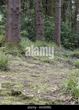 Woodland path with a eye level view of tall tree trunks Stock Photo - Alamy