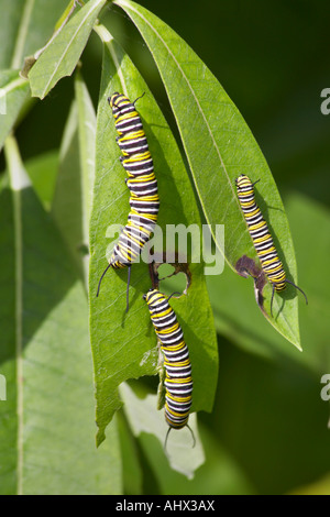 Three monarch butterfly caterpillars on milkweed flowers with the green ...