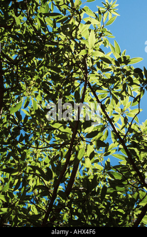 Ombu, Ombu Tree (Phytolacca dioica), blooming branch Stock Photo ...