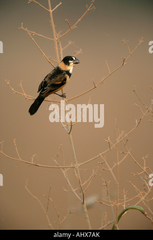 Rusty-collared Seedeater (Sporophila collaris melanocephala) male ...