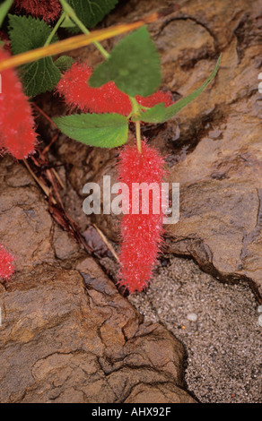A Chenille, or Red Hot Cattail plant growing amongst the green leaves ...