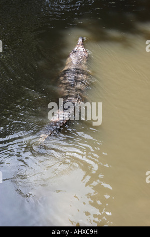 The endangered false gharial (Tomistoma schlegelii) from Tanjung Puting ...