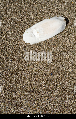 The internal shell or bone of dead cuttlefish. Cuttlefish bone on ...