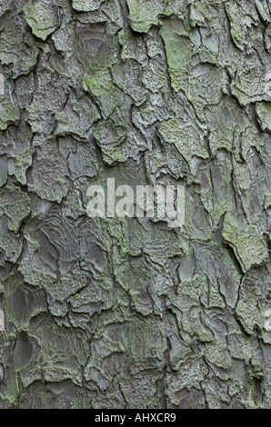 Sitka Spruce (picea sitchensis), close up of a single cone of the ...