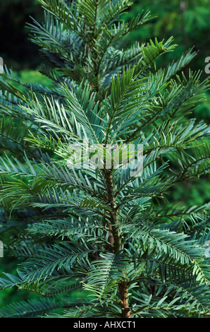 Wollemi Pine, Foliage, Australian tree, Plant, Wollemia nobilis, Living ...