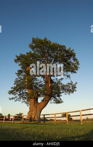 Solitary old English oak / pedunculate oak / French oak tree (Quercus ...