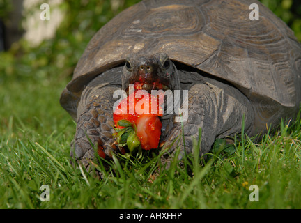 Tortoise eating a strawberry 100 year old female Stock Photo - Alamy
