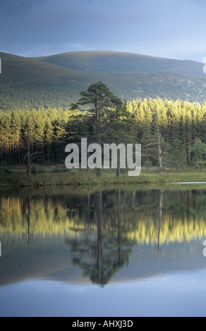 Lochan in evening light, Uath Lochans, Glenfeshie, Cairngorms National ...
