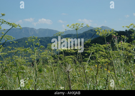 Wild flowers the Bulgarian Balkan mountains Stock Photo: 4754087 - Alamy
