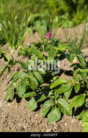 potato as a root vegetable, a plant in the nightshade family potato ...