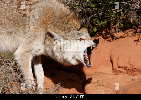 snarling coyote with teeth bared Stock Photo - Alamy
