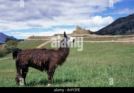 Llama at Ingapirca Ecuador Stock Photo - Alamy