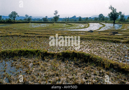 Wheat terrace field in the foot of Himalaya Himachal Pradesh India ...