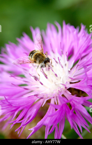 Hover-fly collecting pollen from a spring, blue, Love in a mist flower ...