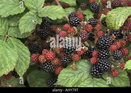 Blackberries bramble or Rubus fruticosus agg late summer, some ripe ...