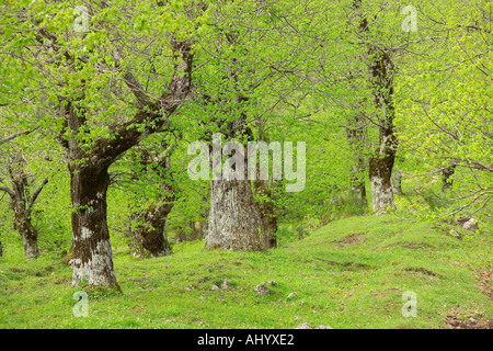 Chestnut grove, Montella, Campania, Italy Stock Photo - Alamy