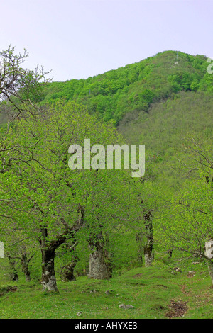 Chestnut grove Montella Campania Italy Stock Photo - Alamy