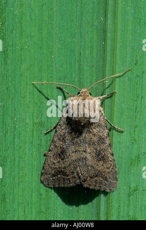 Mottled rustic moth (Caradrina morpheus) Sheffield, England, UK, July ...