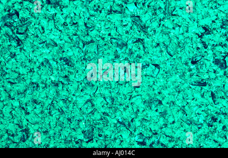 Copper sulphate crystals. Polarized light micrograph of a section ...