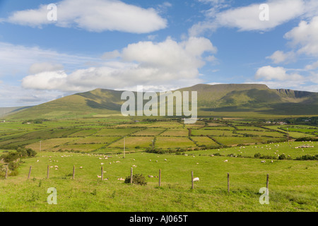 Sheep farming Lispole Dingle Peninsula County Kerry Ireland Stock Photo ...