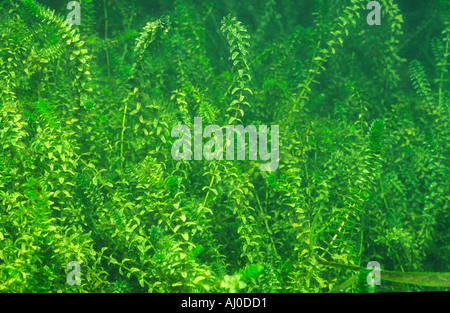 Canadian Water Weed (Elodea canadensis), plants under water Stock Photo ...