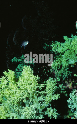 Gorgoniocephlus in the wild Stock Photo - Alamy