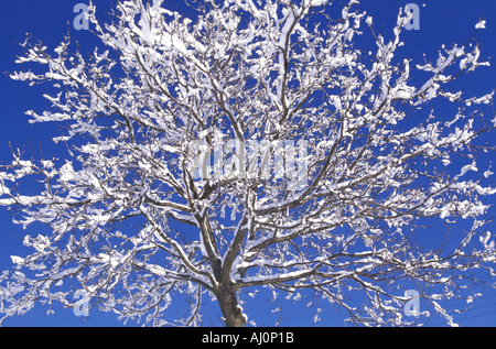 Walnut branches and snow Italy Stock Photo - Alamy