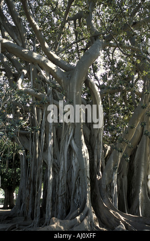 Ficus of the Garibaldi gardens Palermo Sicily Italy Stock Photo - Alamy