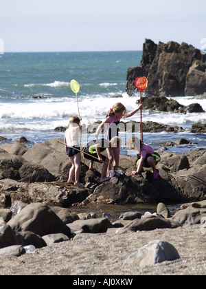 child searching rockpool Stock Photo - Alamy