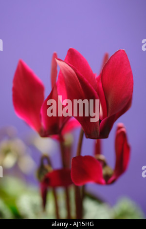 Close-up of a bright red flower surrounded by green leaves against a ...